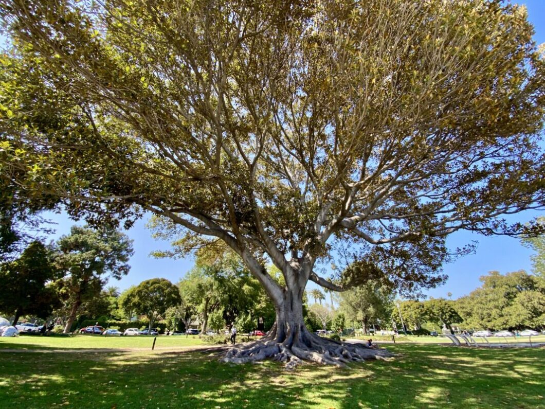 ロサンゼルスの名所巡りは、断トツでサンタモニカ・ビーチが優勝！ - 世界一周 めし旅